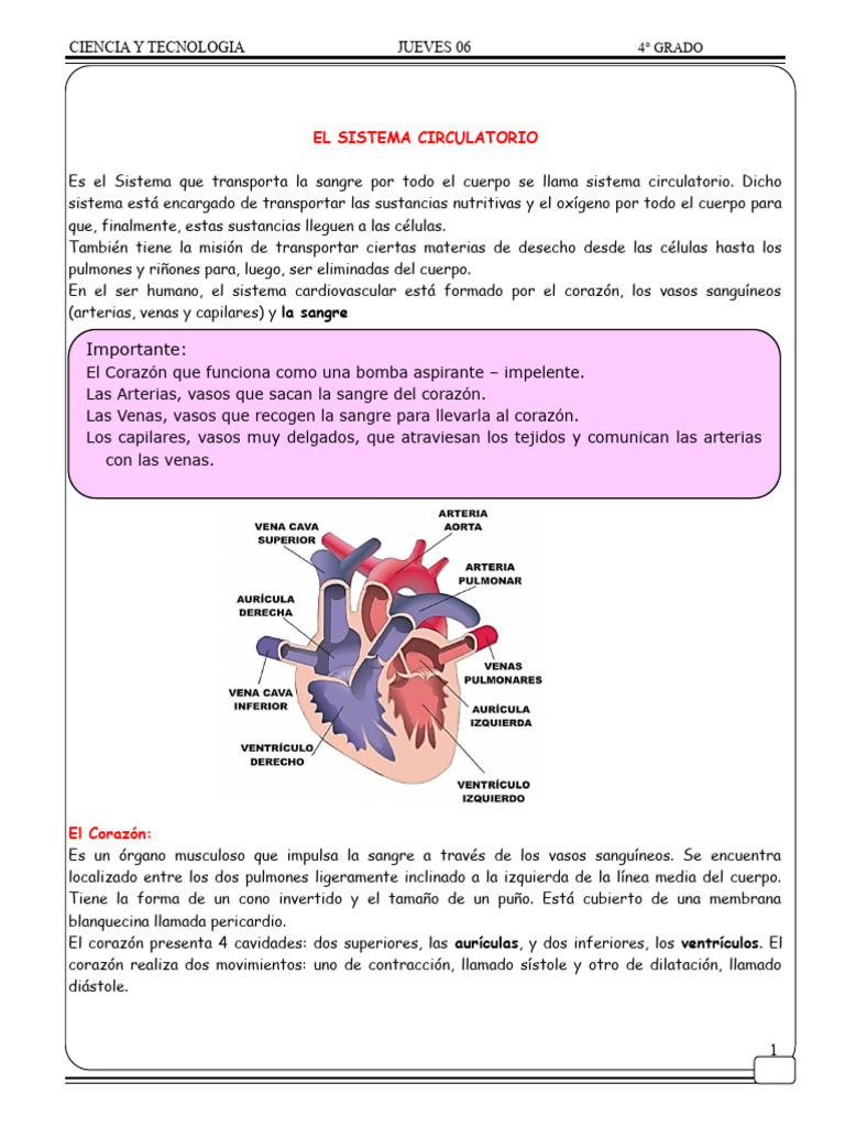 Ficha Sistema Circulatorio | Descargar gratis PDF | Corazón | Sangre