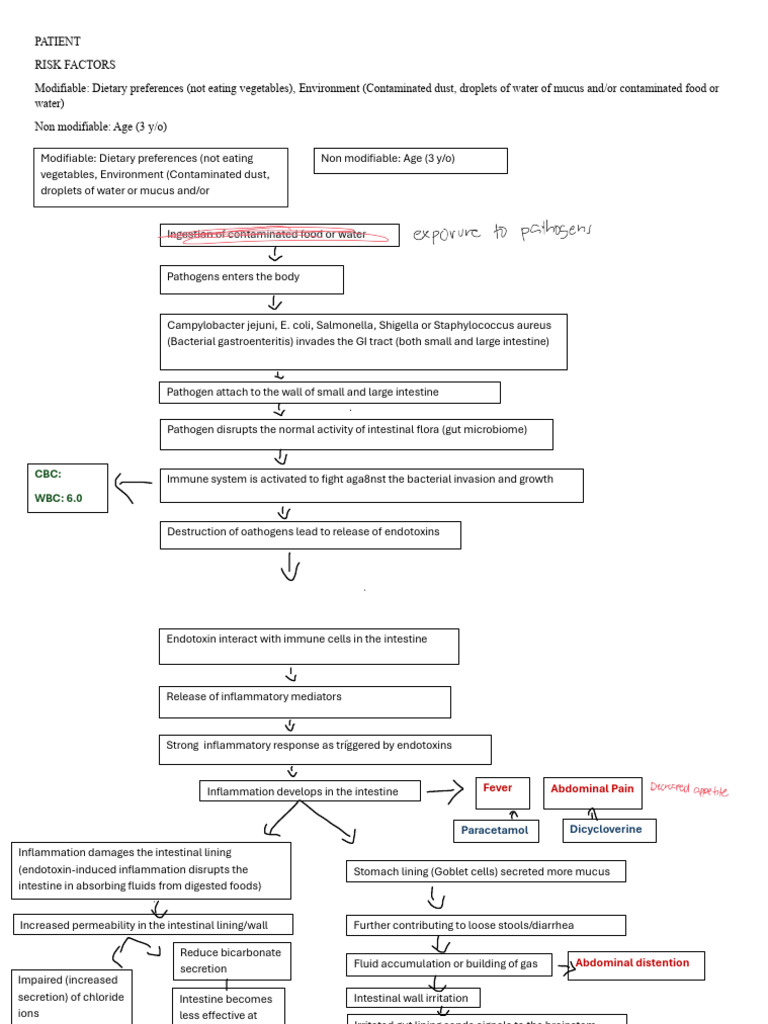 Pathophysiology of Ileus (CASE STUDY NURSING) | PDF | Gastrointestinal ...