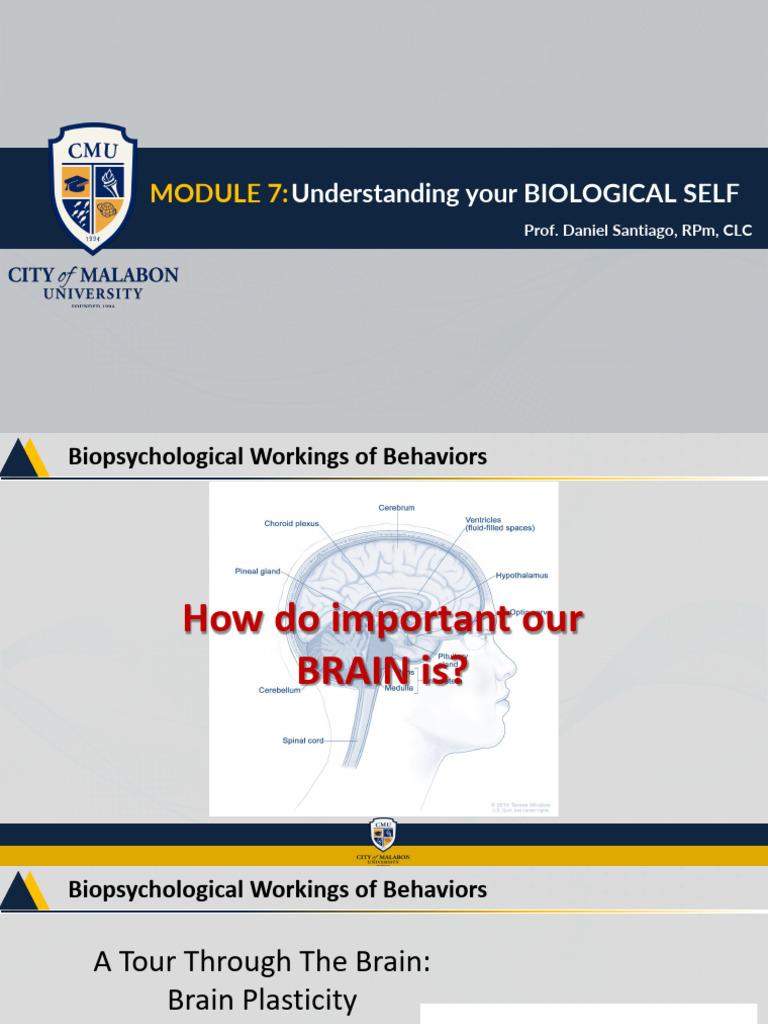 Physical Self Biological Self | PDF | Nervous System | Brain