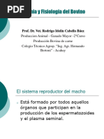 Aparato Reproductor Del Cerdo | PDF | Sistema reproductivo | Hormona ...