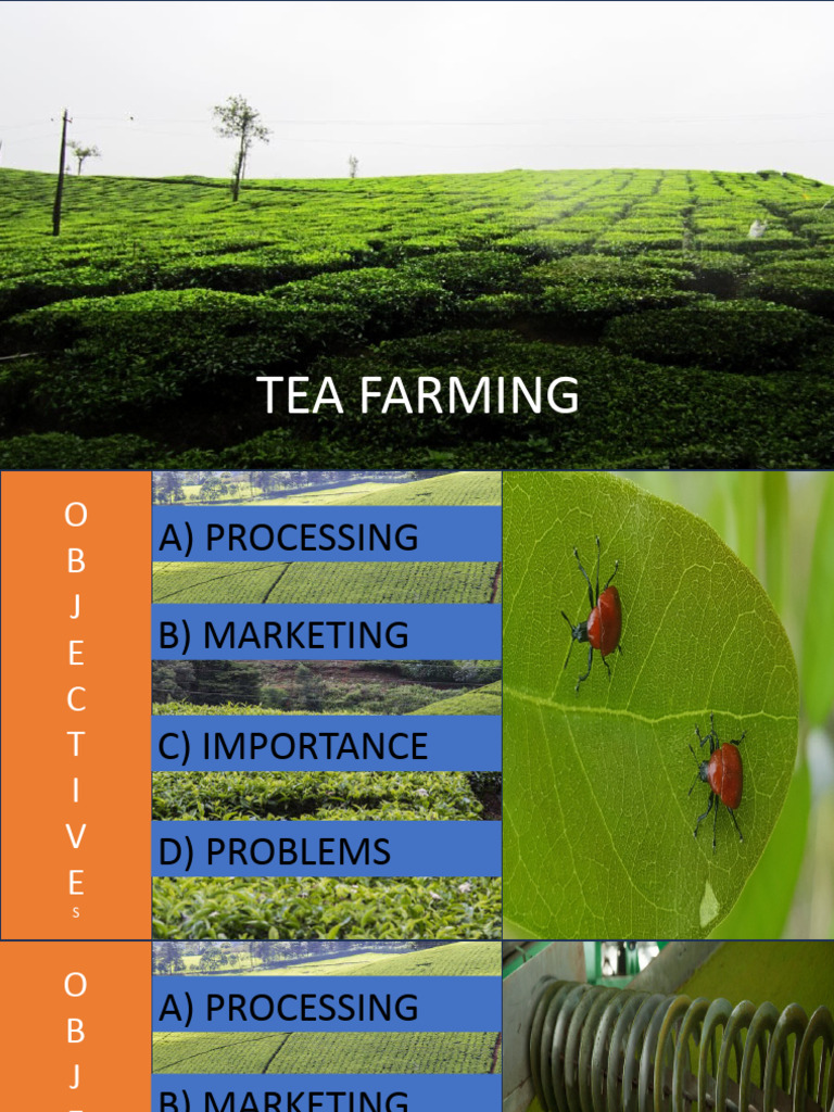 Tea Farming in Kenya | PDF | Agriculture