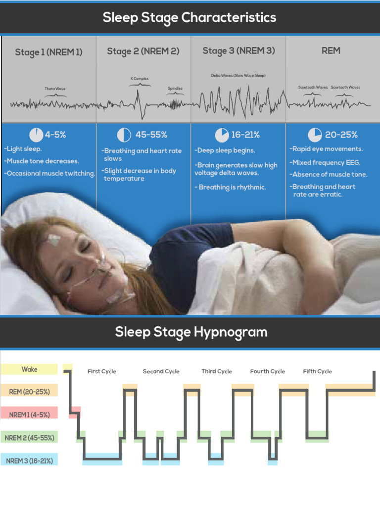 Sleep Stage Explanation | PDF