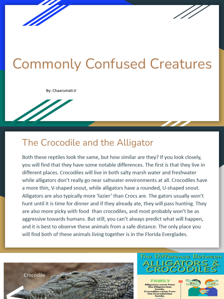 Commonly Confused Creatures | PDF | Honey Bee | Leopard