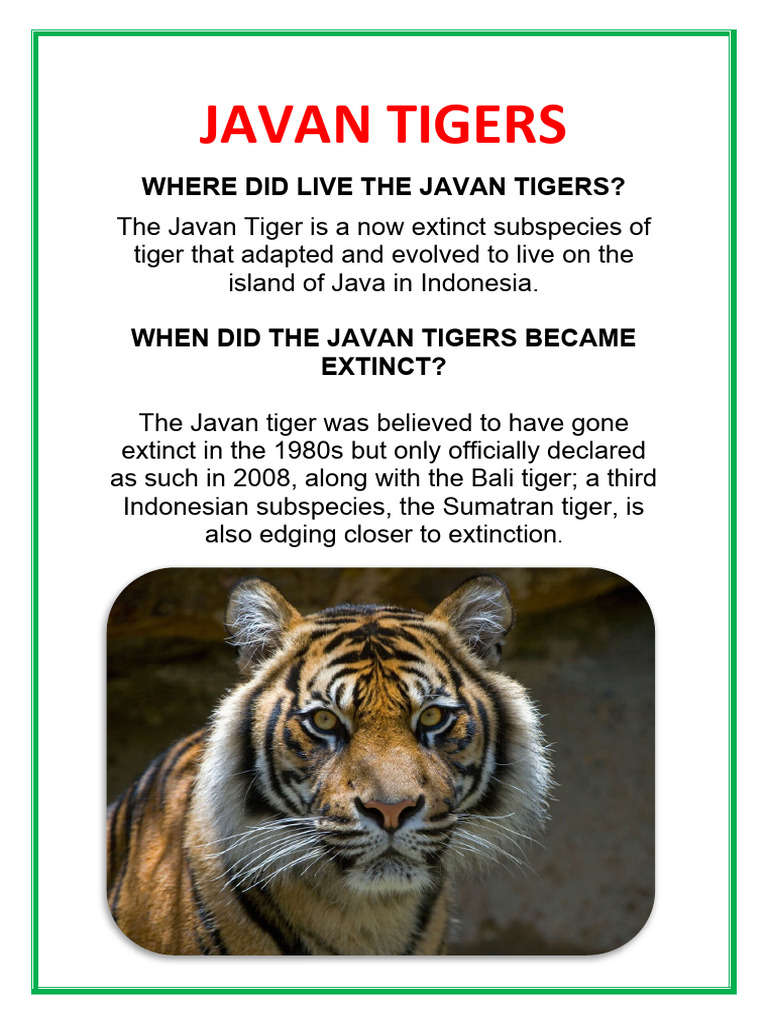 Javan Tigers: Extinction Insights | PDF