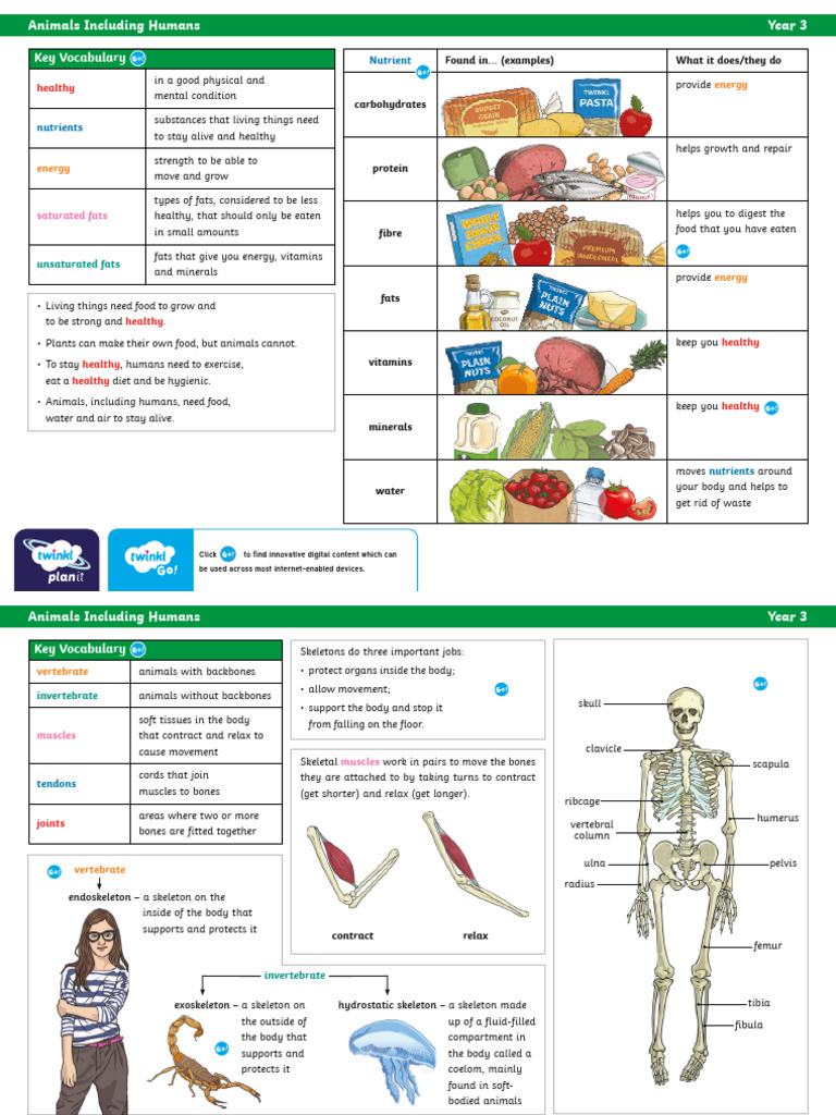 T SC 1670273590 Science Animals Including Humans Year 3 Interactive ...