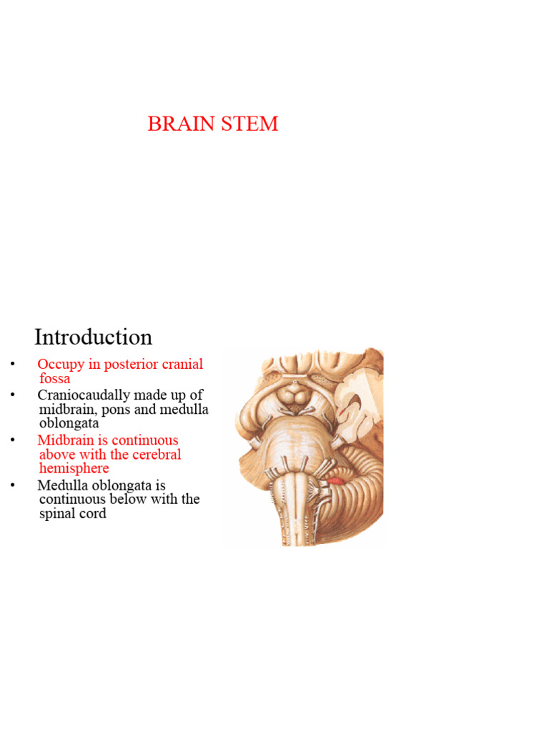 Brainstem | PDF | Brainstem | Cerebellum