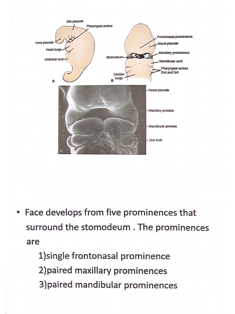 Development of Face and Palate | PDF