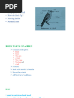 Bird Wing Types and Their Functions | PDF | Birds | Ornithology
