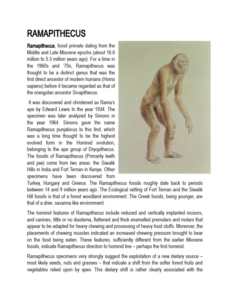 Ramapithecus | Download Free PDF | Hominidae | Tooth