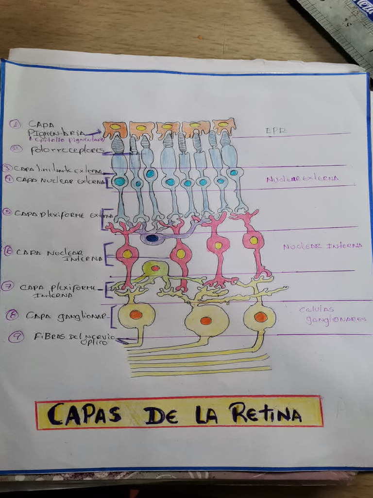 Capas Cornea Conga | PDF