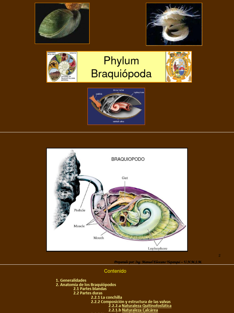 Phylum Braquiopoda 24 I | PDF
