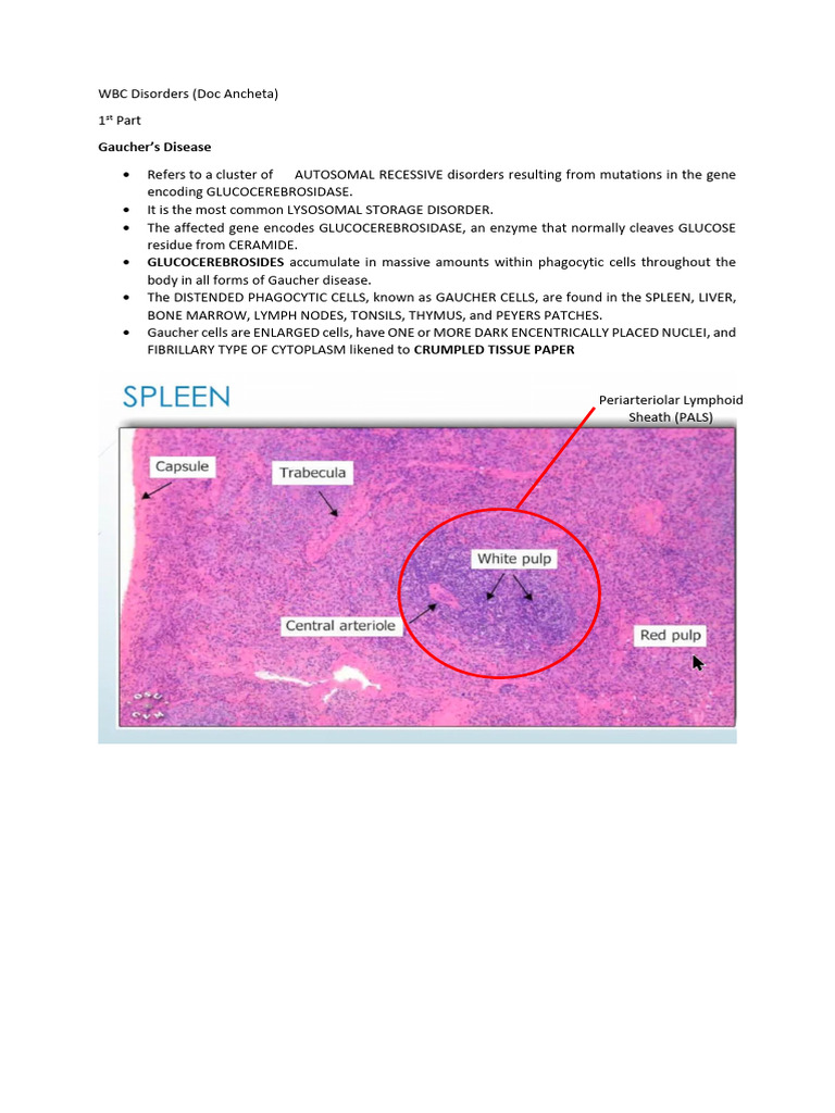 WBC Disorders | PDF | Lymph Node | Lymphatic System