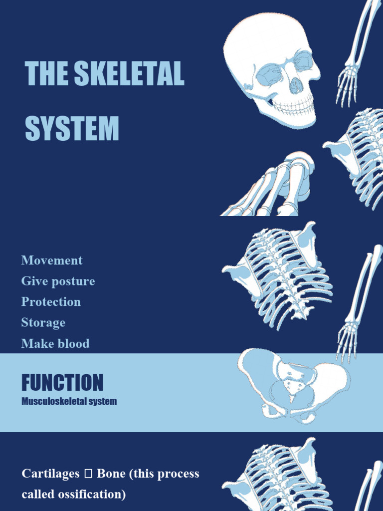 Skeletal System | PDF | Foreign Language Studies