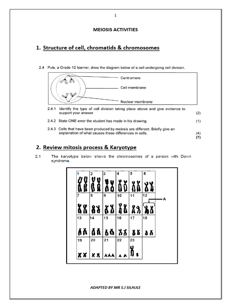 Meiosis Activities Student | PDF | Meiosis | Cell Biology