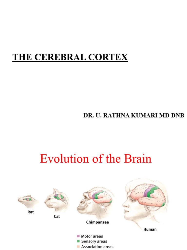 Cerbral Cortex Pdf Cerebral Cortex Cerebrum