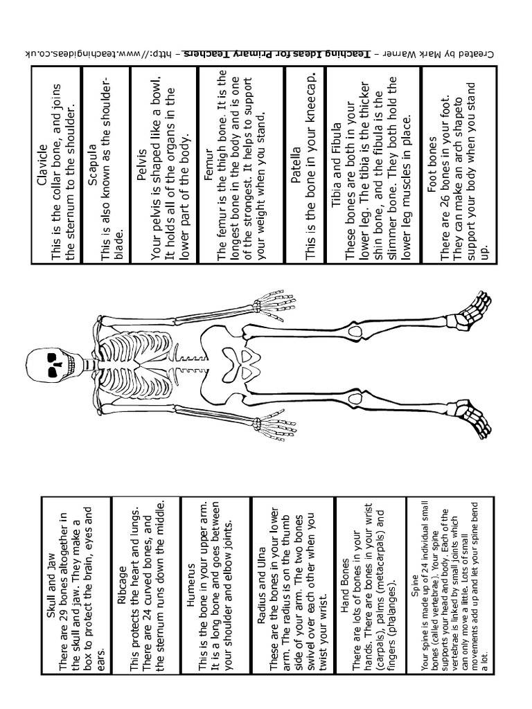 YEAR 4 Science Skeletons Full Labels Answers | PDF