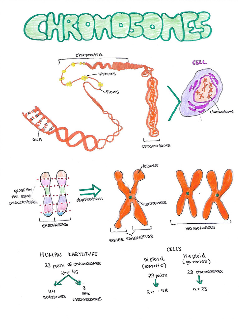 BIOLOGY Chromosomes | PDF