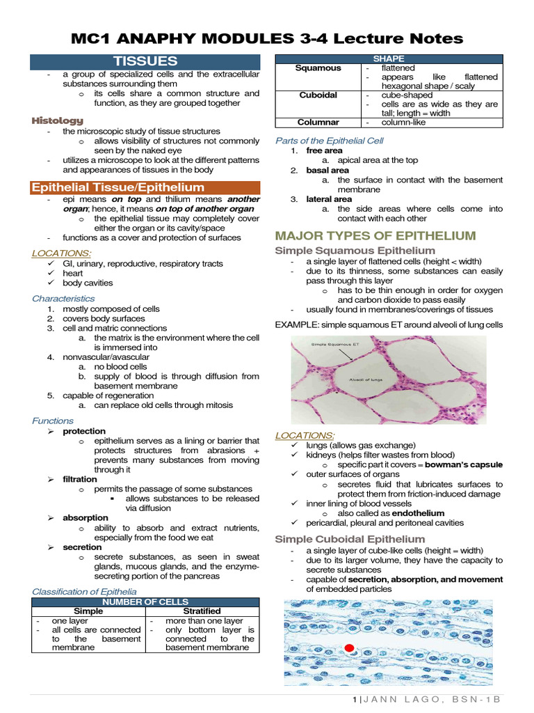 Modules 3 4 Lecture Notes | PDF | Epithelium | Skin