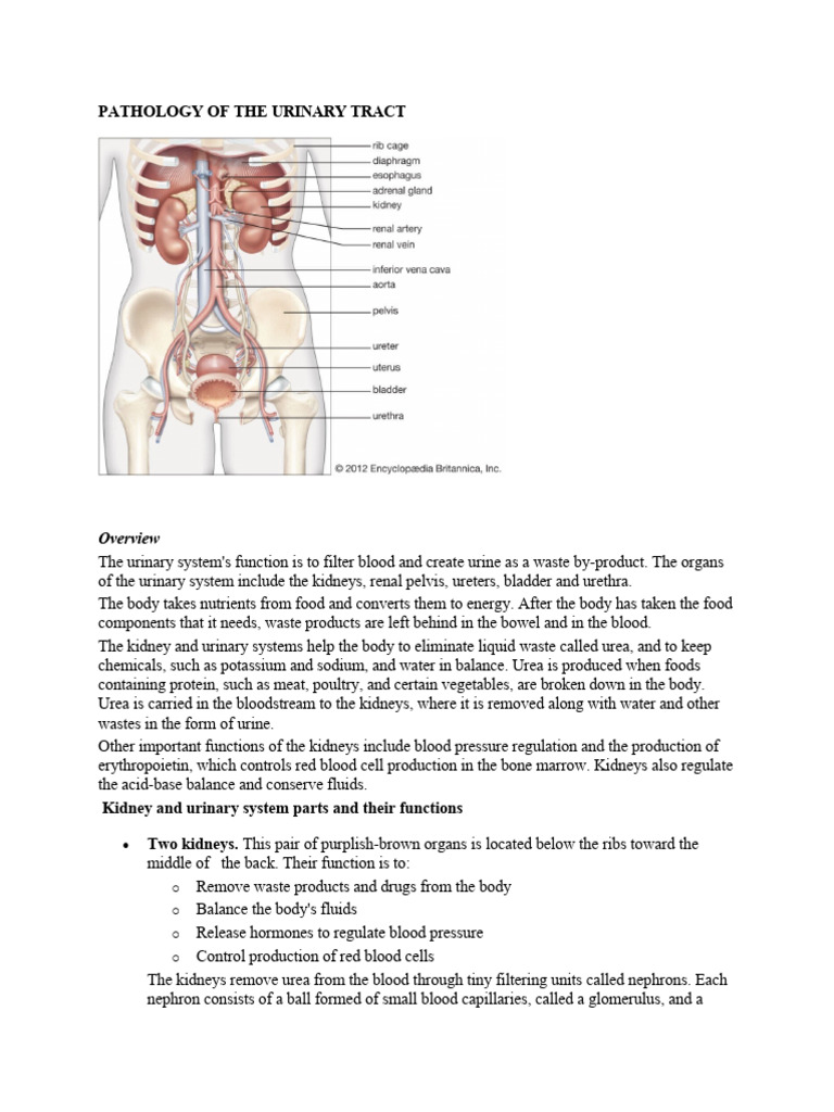 Pathology of The Urinary Tract | PDF | Kidney | Urinary System