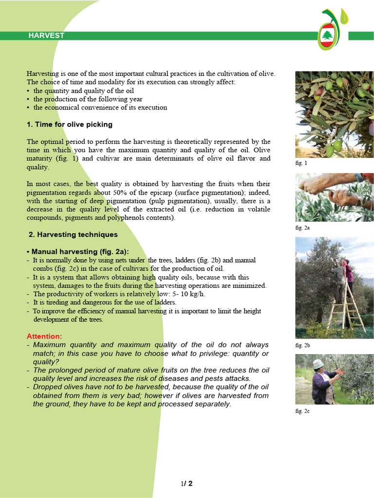 Harvest English Pdf Olive Trees