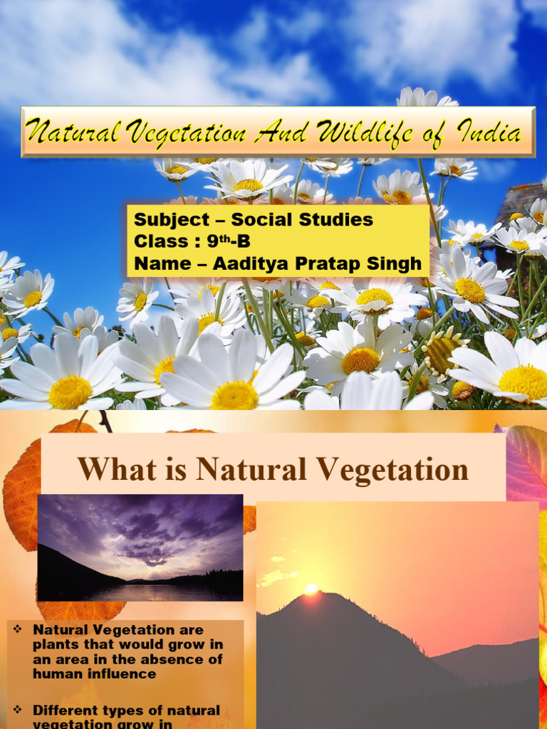 Class 9: Natural Vegetation Basics | PDF | Home & Garden | Science & Mathematics