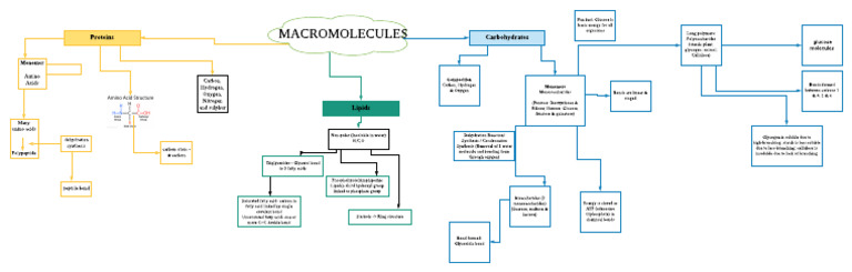 Lesson 4 Flow Chart Bio | PDF | Biosynthesis | Glucose