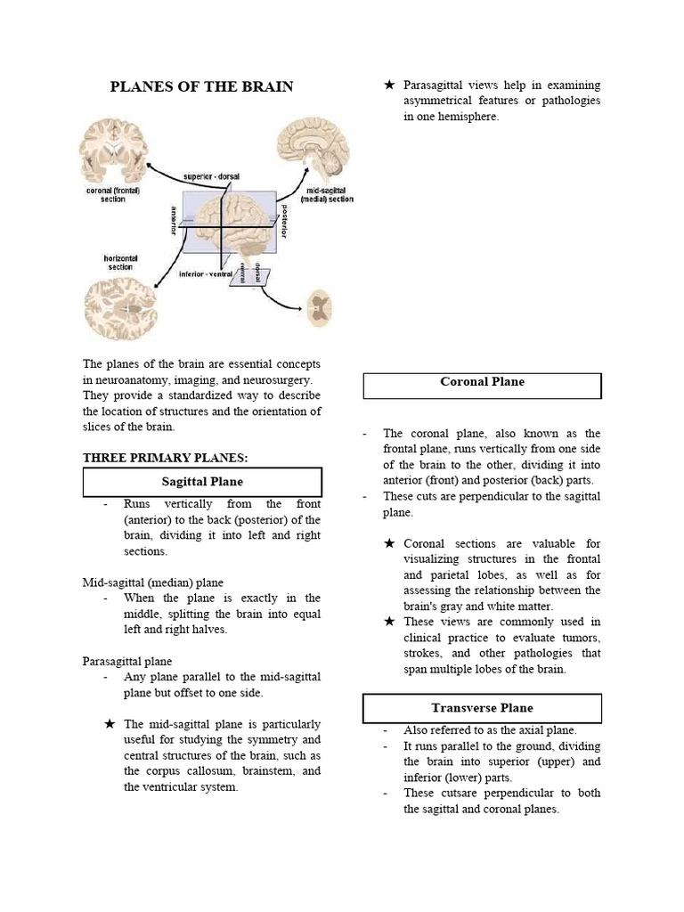 Planes of the Brain (1) | PDF | Temporal Lobe | Neuroscience