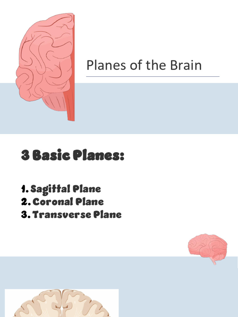 Planes of The Brain | Download Free PDF | Temporal Lobe | Frontal Lobe