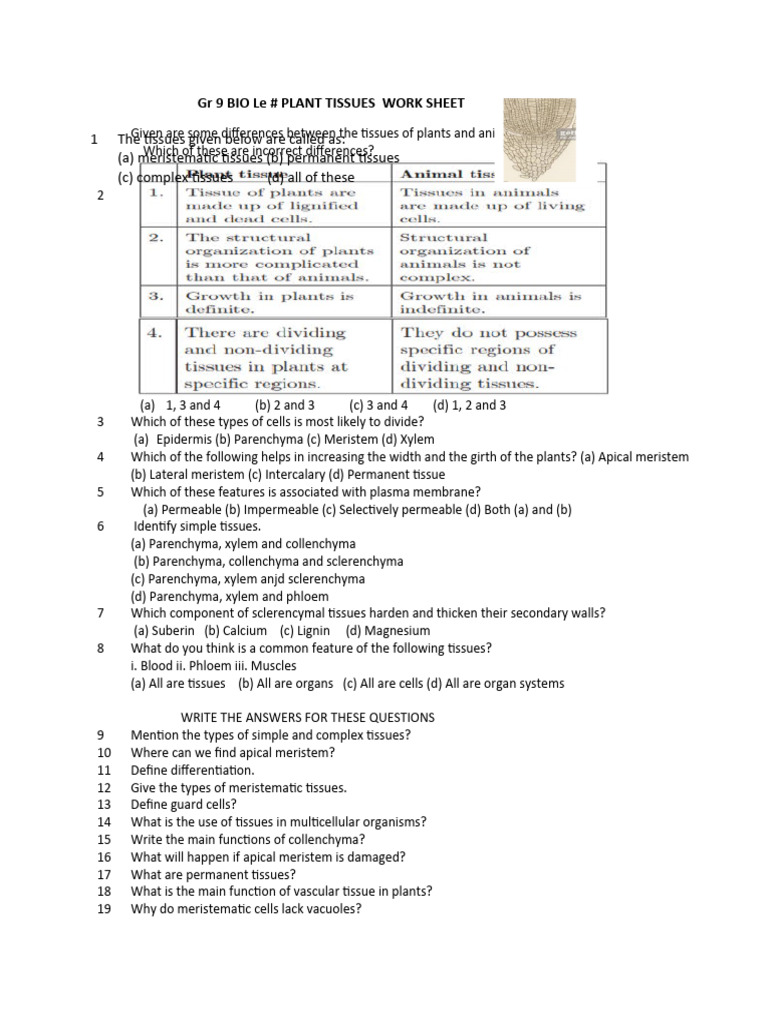 Plant Tissue - WK Sheet | PDF | Science & Mathematics | Computers