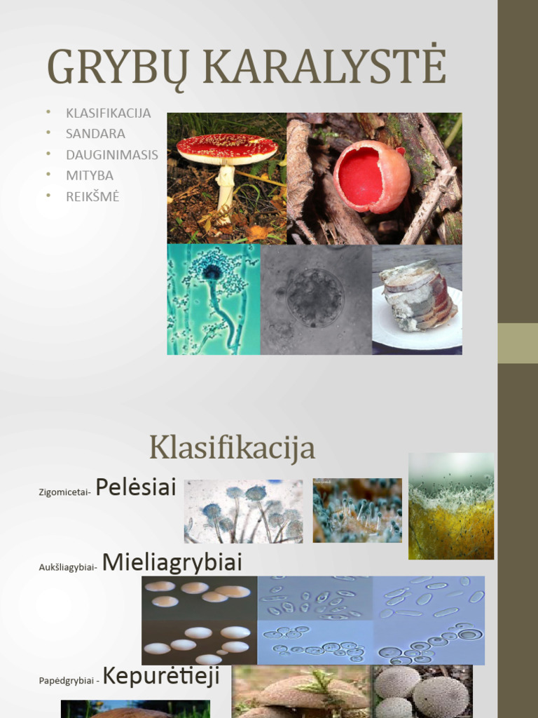 Grybai Pamoka | PDF