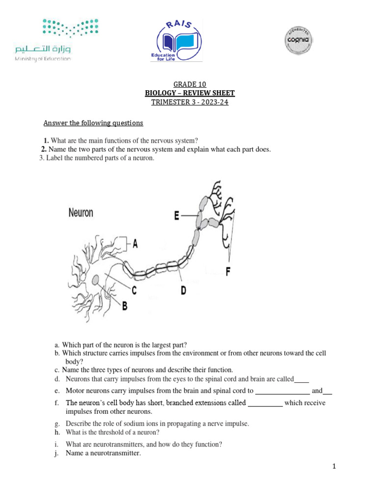 Grade 10 - Biology - Review Sheet - Trimester3 | PDF | Brain | Neuron