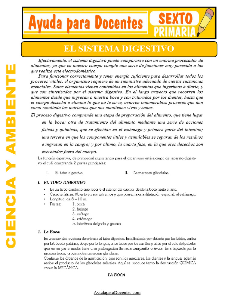 Fichas de Sistema Digestivo para Sexto de Primaria | PDF | Tracto ...
