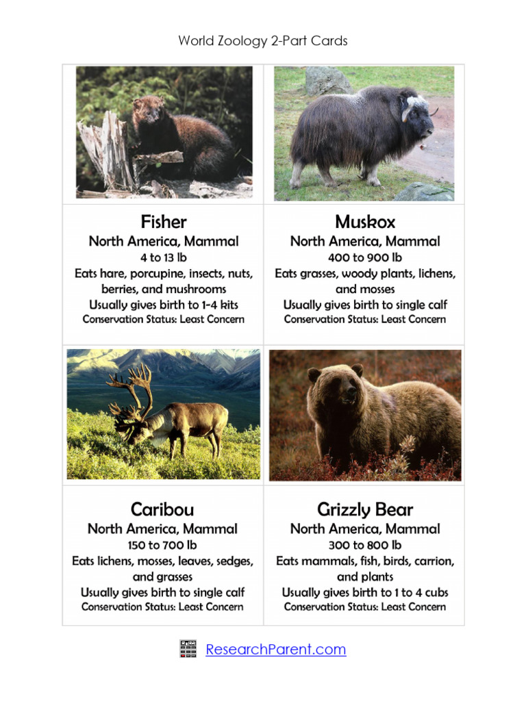 World Zoology 2-Part Cards | PDF | Creative Commons License | Free Content