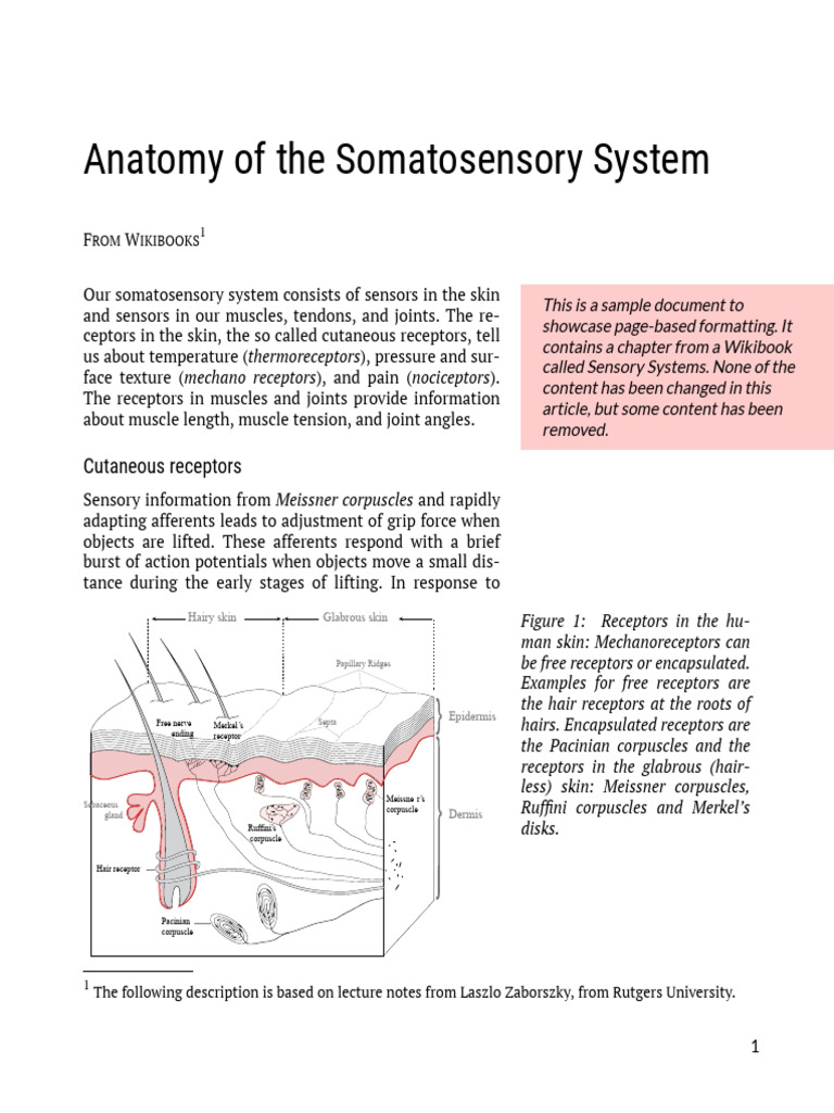 Somatosensory - Merged Me XDD | PDF | Neuroscience | Anatomy