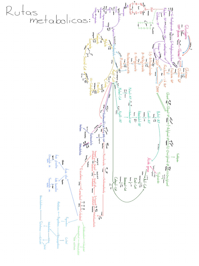 Rutas Metabólicas (Resumen) | PDF