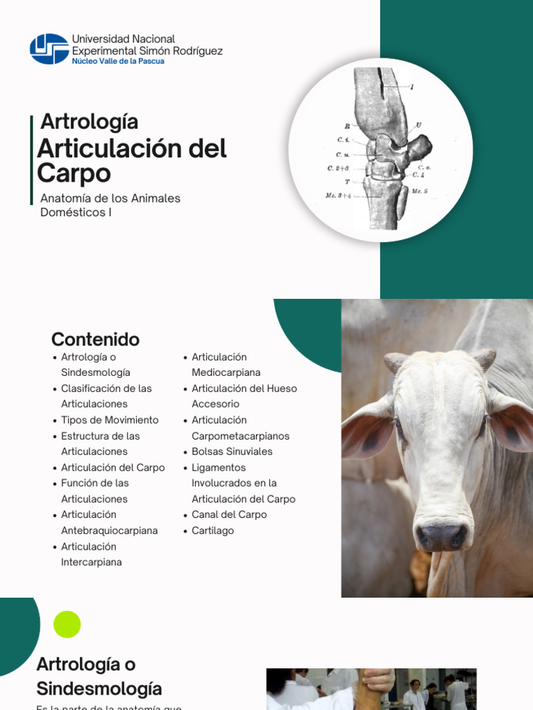 Articulacion Del Carpo | PDF | Articulación | Sistema musculoesquelético