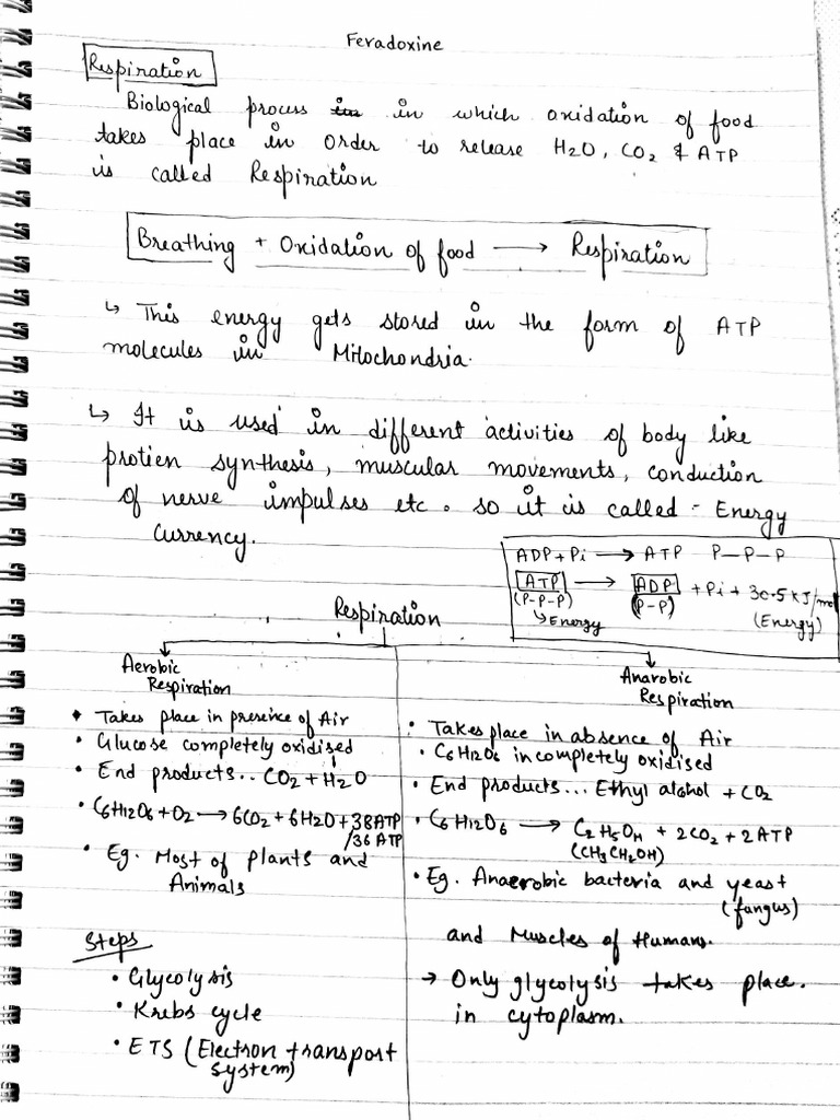 Respiration and Transportation 27-May-2024 21-54-35 | PDF