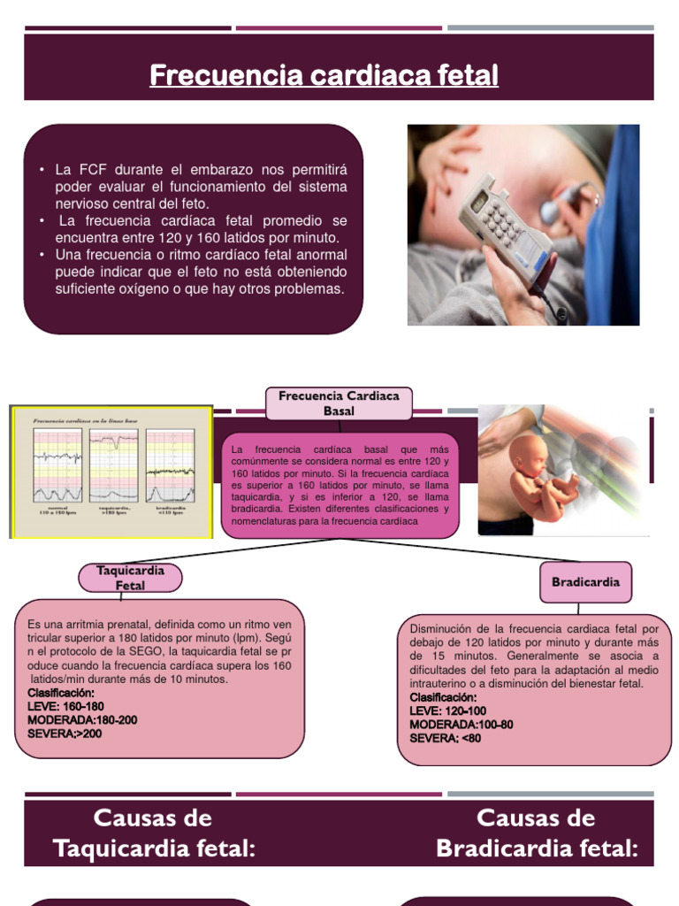 FCF | PDF | Feto | El embarazo