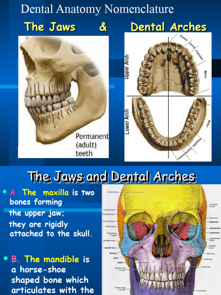 1. Dental Anatomy | Download Free PDF | Dental Anatomy | Mouth