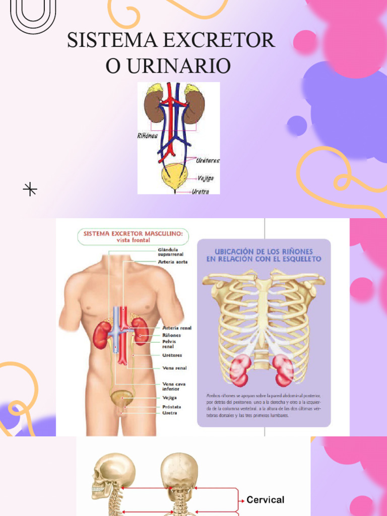sistema excretor | PDF