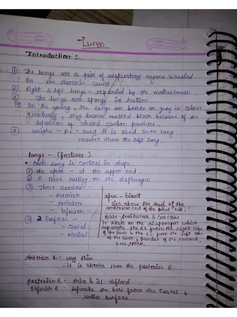 Lungs ? Anatomy Notes | PDF