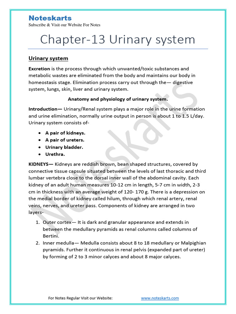 Urinary System Anatomy and Physiology | PDF | Kidney | Urinary System