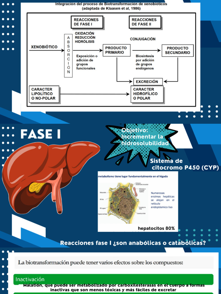 FASE I y II | PDF | Metabolismo | Citocromo P450
