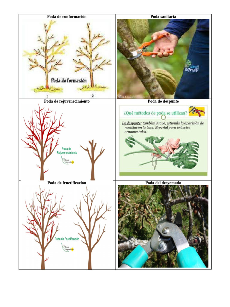 Poda de Conformación | PDF