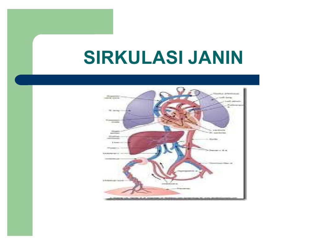 Sirkulasi Janin | PDF