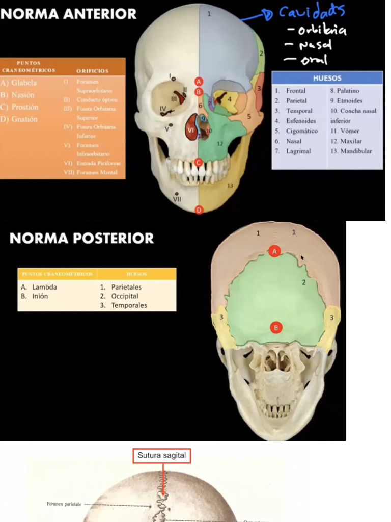 Normas Craneales | PDF