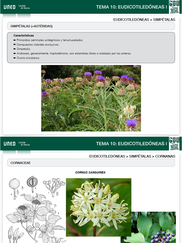 Material Adicional Tema 10 Parte B | PDF | Plantas