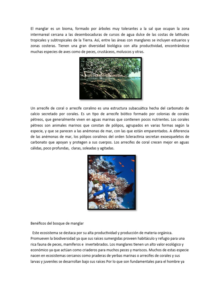 El manglar | PDF | Arrecife de coral | Mangle