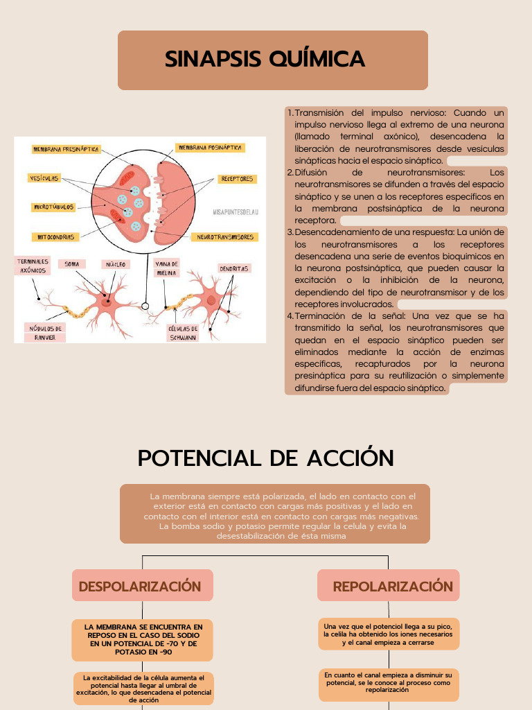 SINAPSIS | PDF | Sinapsis | Potencial de acción