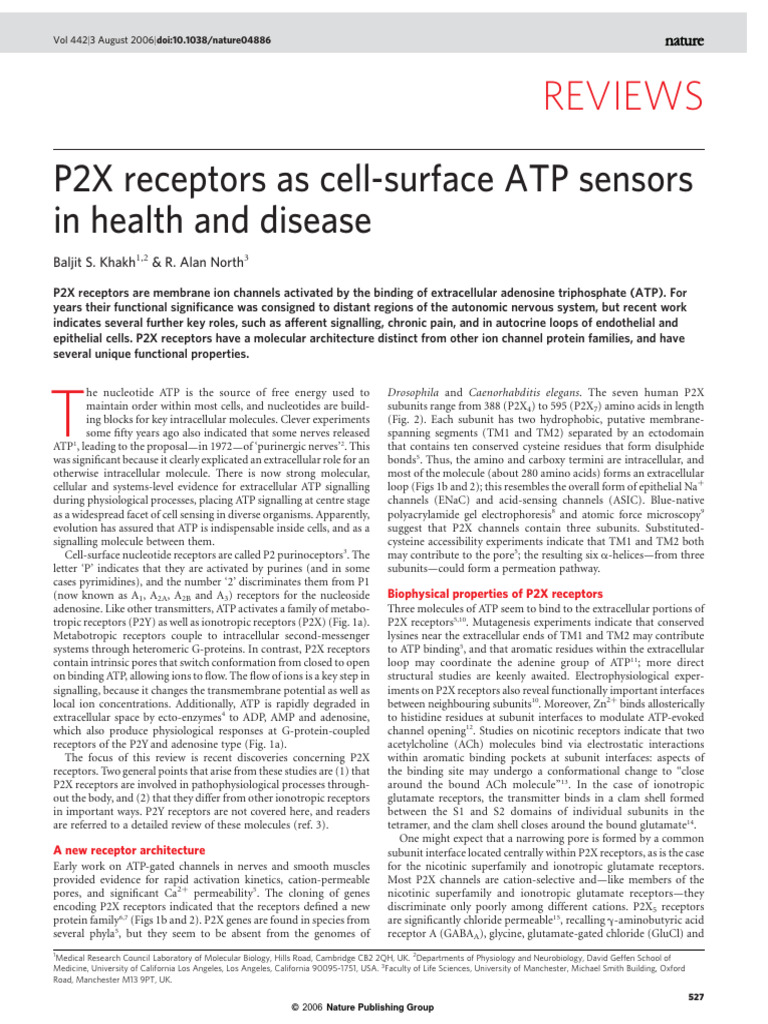 Los Receptores P2X Como Sensores de ATP | PDF | Chemical Synapse ...